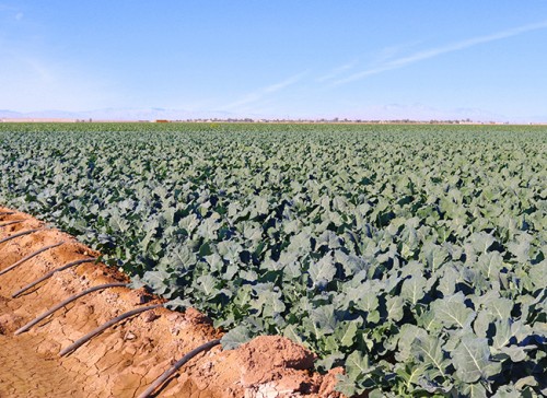 Another Reason to LOVE California - Popsicle Blog