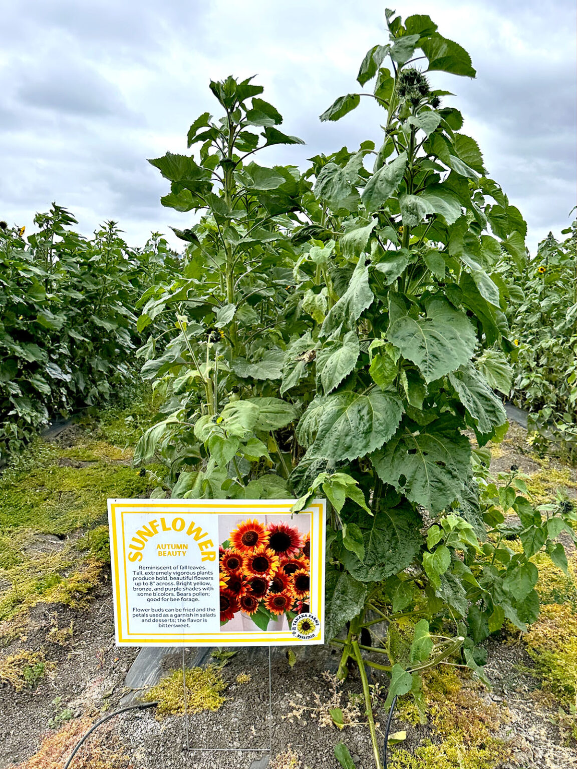 U-Pick Sunflowers at Hana Field in Costa Mesa - Popsicle Blog
