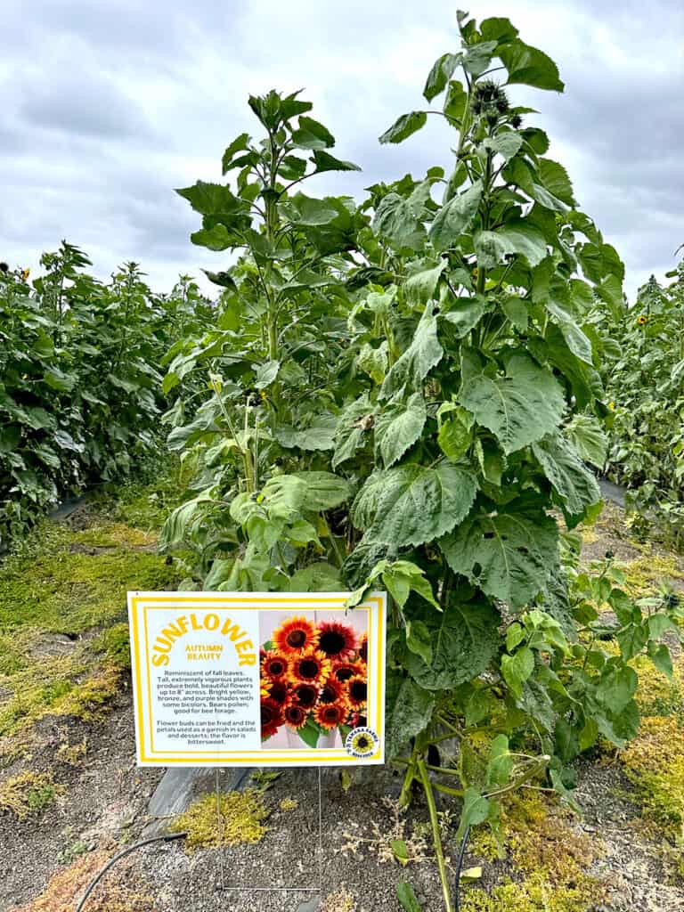 U-Pick Sunflowers at Hana Field in Costa Mesa - Popsicle Blog