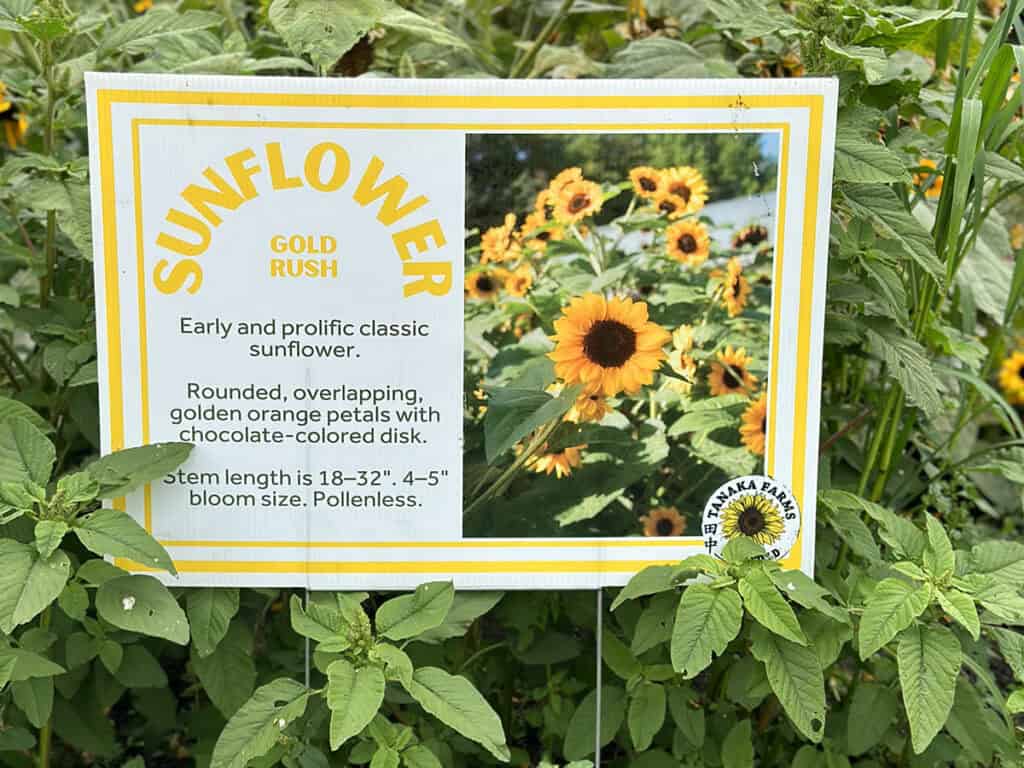 U-Pick Sunflowers at Hana Field in Costa Mesa - Popsicle Blog