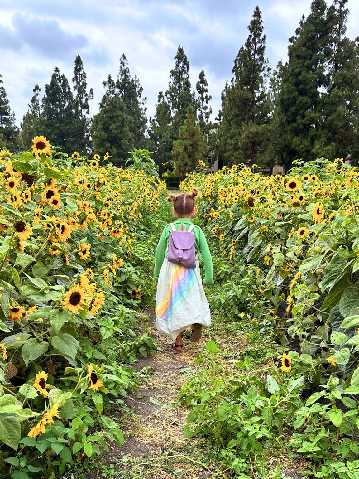 U-Pick Sunflowers at Hana Field in Costa Mesa - Popsicle Blog