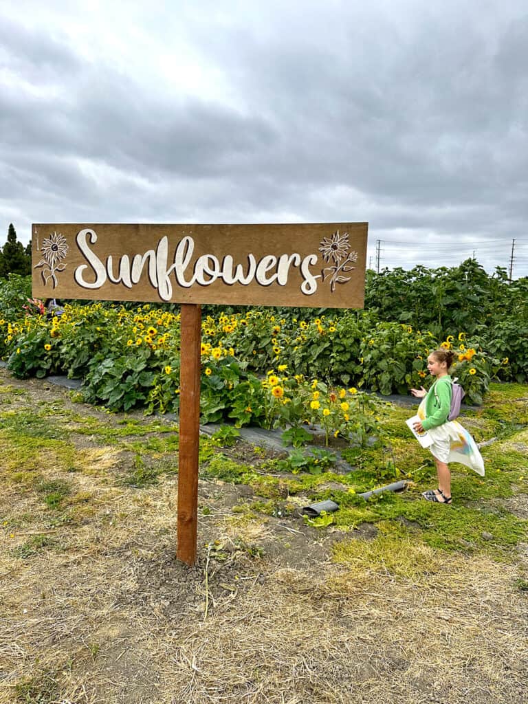 U-Pick Sunflowers at Hana Field in Costa Mesa - Popsicle Blog
