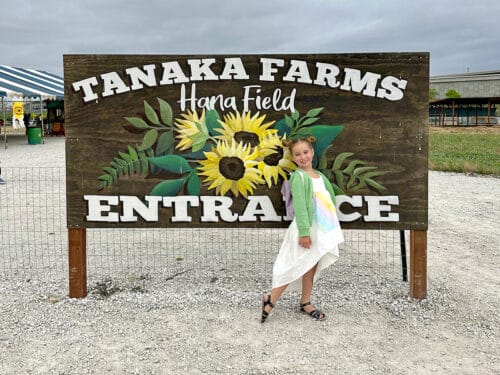 U-Pick Sunflowers at Hana Field in Costa Mesa - Popsicle Blog